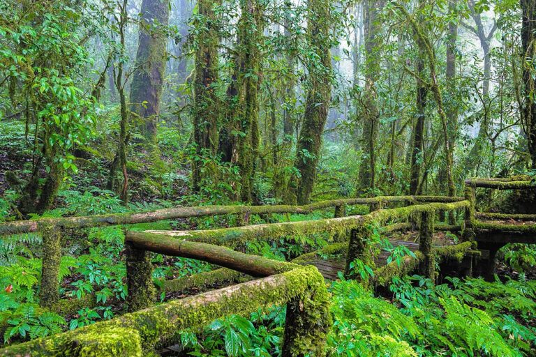 Doi Inthanon National Park Guide: Best Time & Top Sights